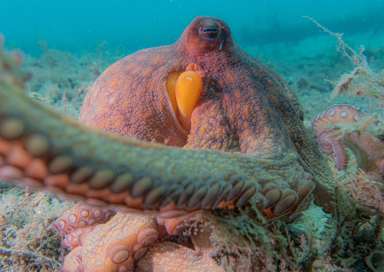 Octopus arms are the animal kingdom's most flexible | Popular Science