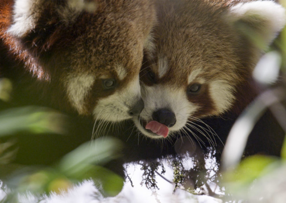 11 adorable photos of red pandas to celebrate International Red Panda ...