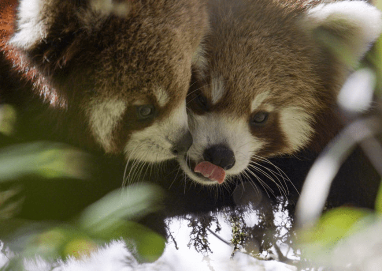 11 adorable photos of red pandas to celebrate International Red Panda ...