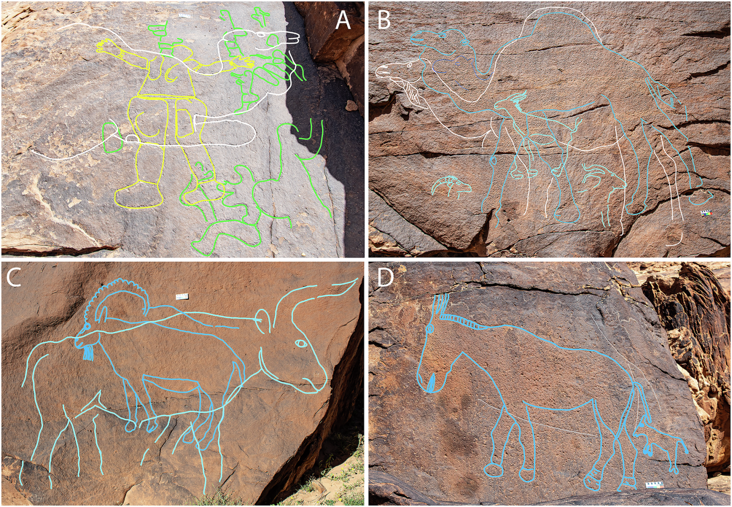Camels depicted in 12,000-year-old rock art | Popular Science