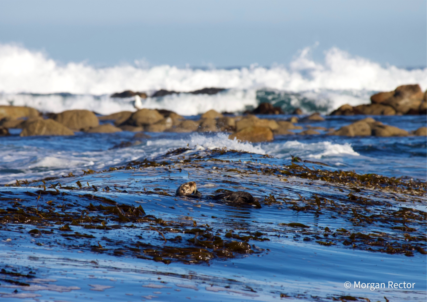 6 fun photos to celebrate Sea Otter Awareness week | Popular Science