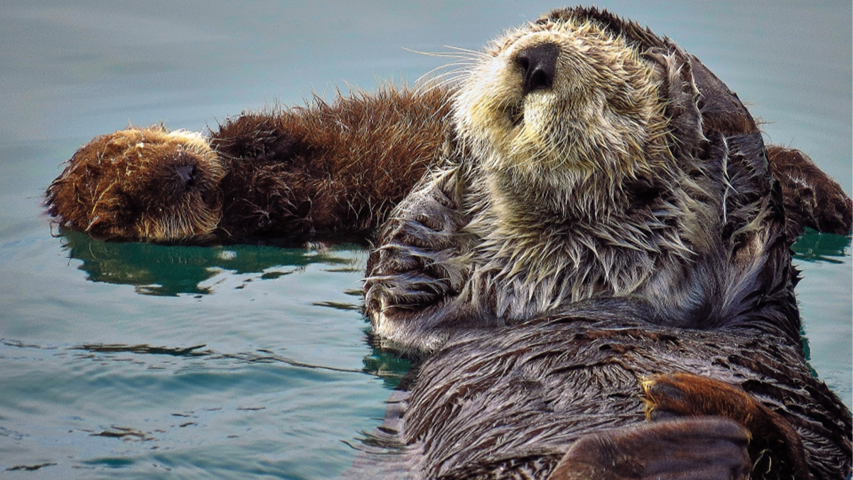 6 fun photos to celebrate Sea Otter Awareness week | Popular Science
