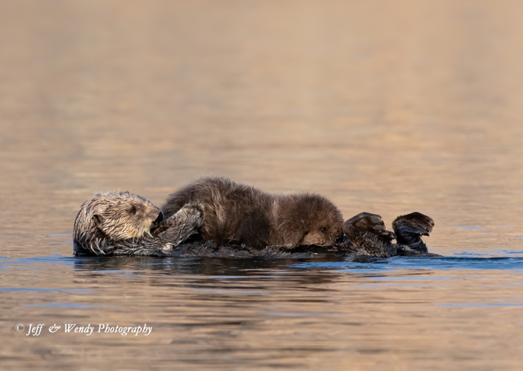 6 fun photos to celebrate Sea Otter Awareness week | Popular Science