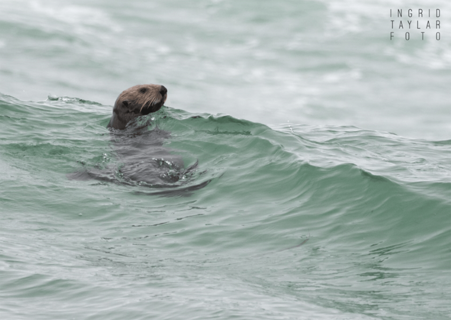 6 fun photos to celebrate Sea Otter Awareness week | Popular Science