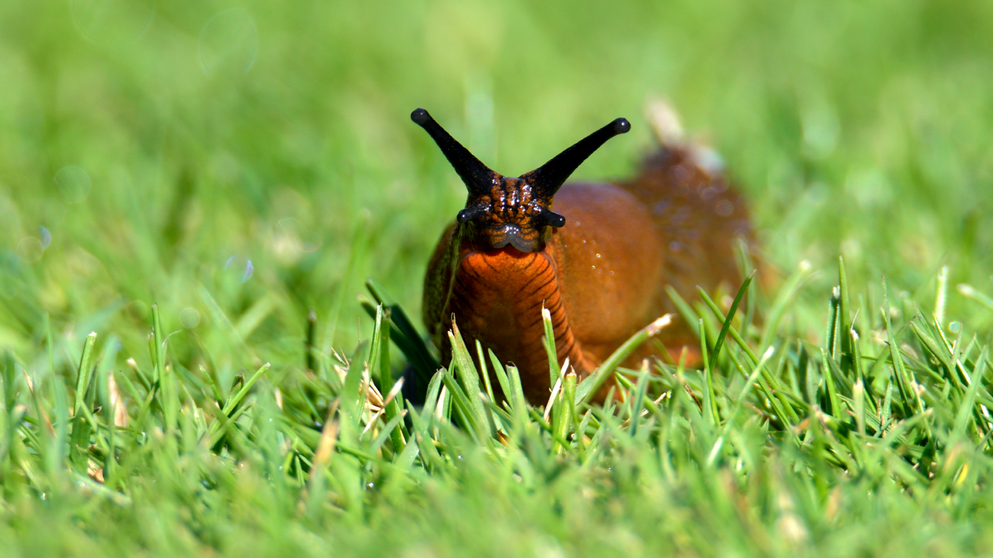 Ding-dong-ditch culprit turns out to be... a slug | Popular Science