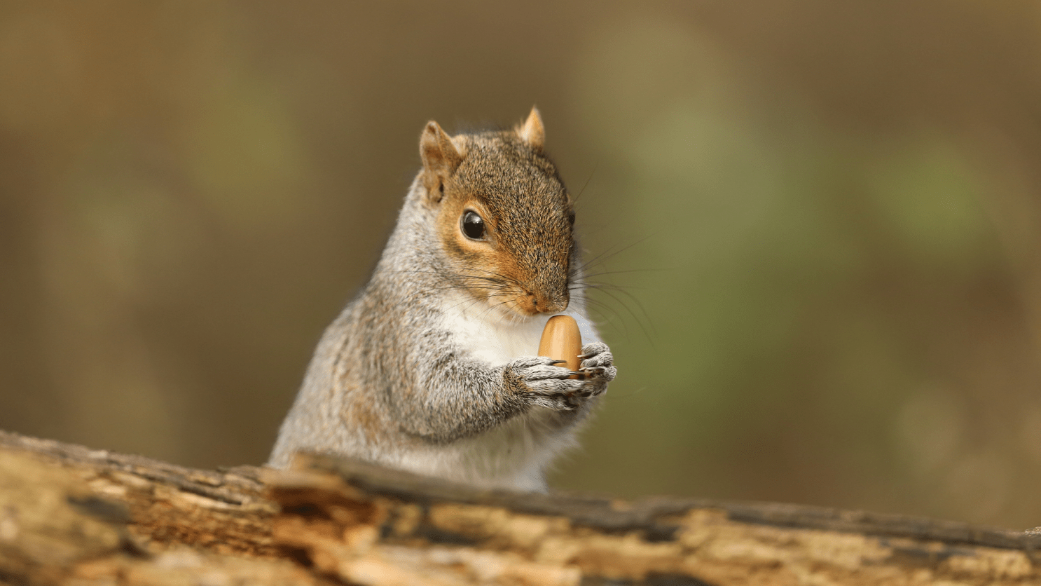 Rodents’ secret weapon? Thumbnails. | Popular Science