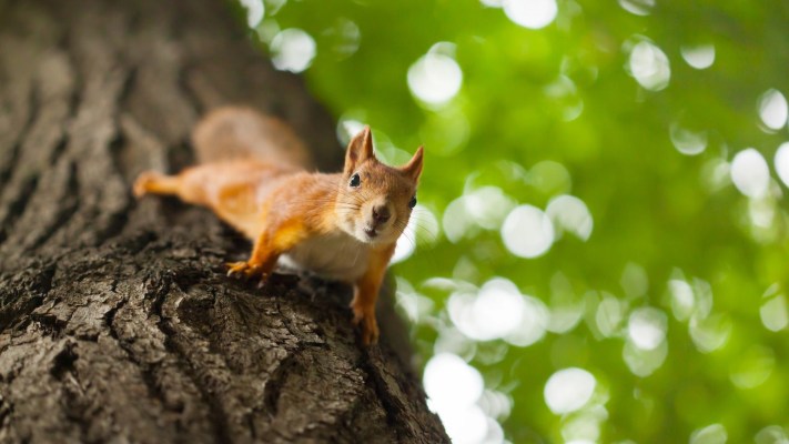 'Attack squirrel' sends two people to the ER | Popular Science