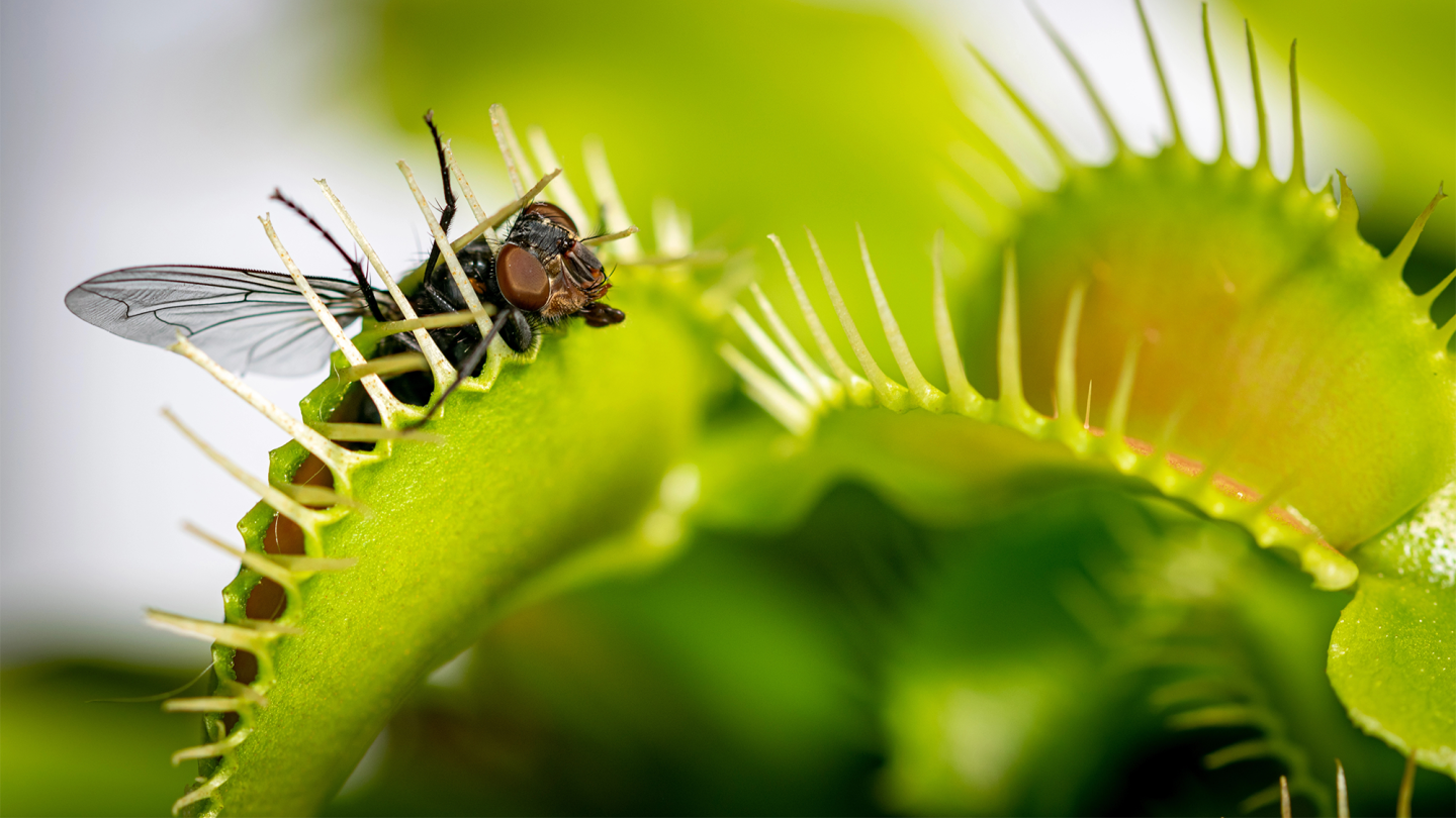 Venus fly traps’ death-grip trigger discovered | Popular Science