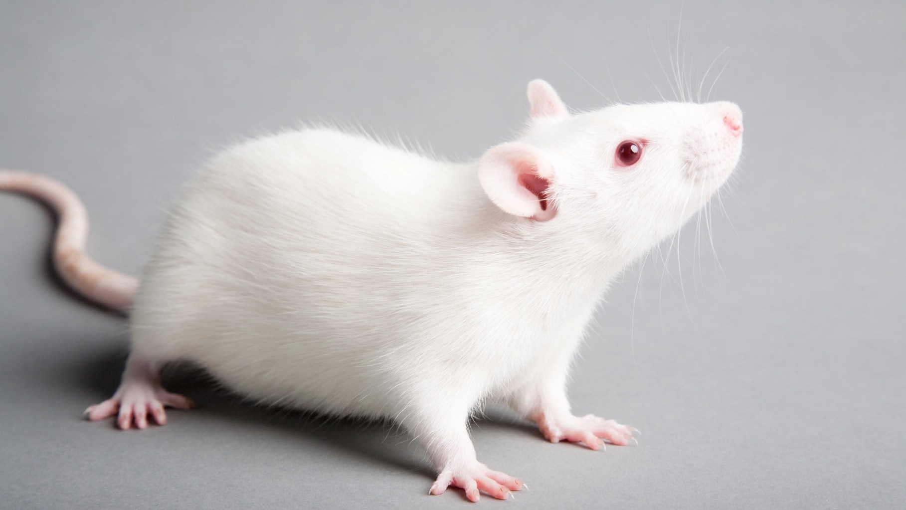 Researchers successfully heal rats’ broken spines | Popular Science