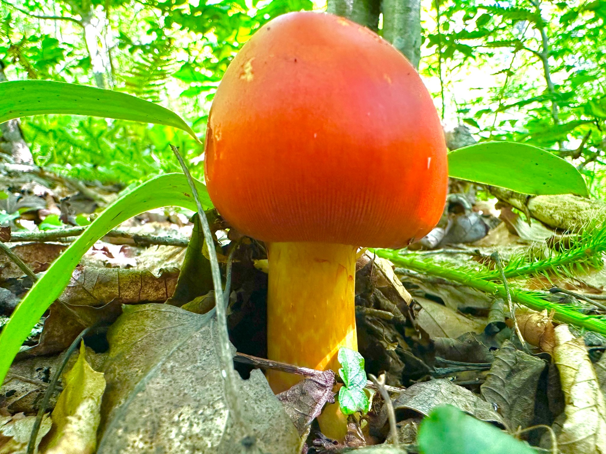 Mario's super-sized mushroom exists in real life | Popular Science