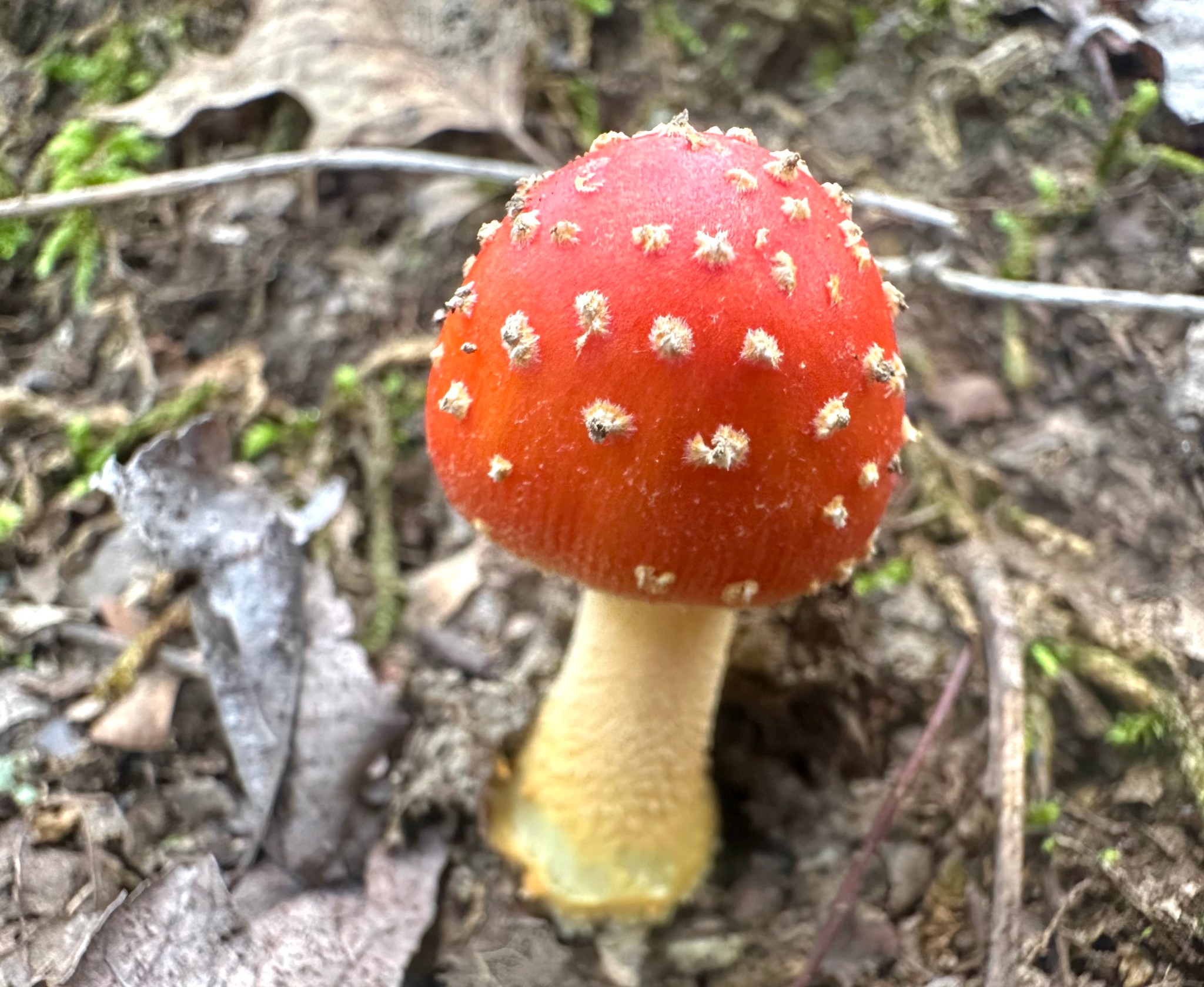 Mario's super-sized mushroom exists in real life | Popular Science