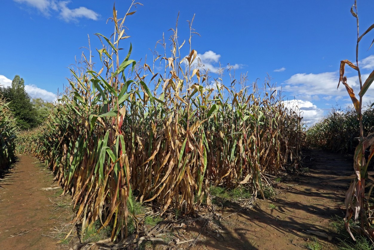 Inside the making of a world-class corn maze | Popular Science