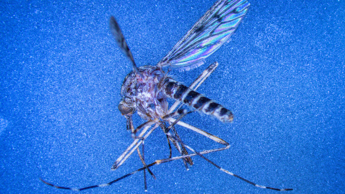 Iceland was the only country in the world without mosquitos—now they’ve ...