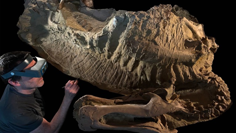 Dinosaur 'mummies' prove some dinos had hooves | Popular Science