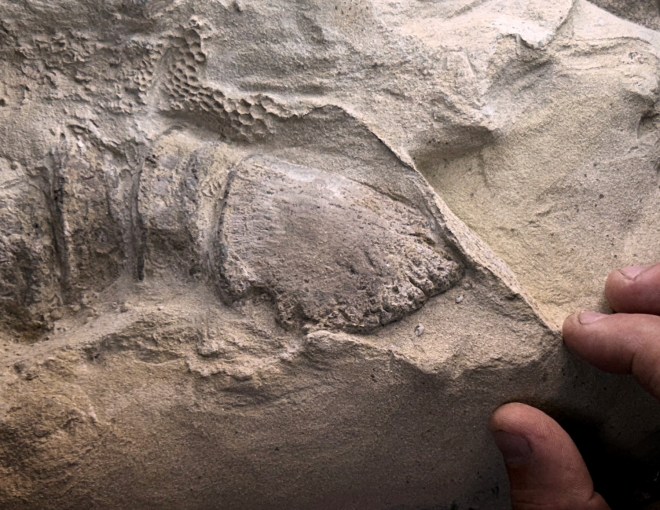 Dinosaur 'mummies' prove some dinos had hooves | Popular Science