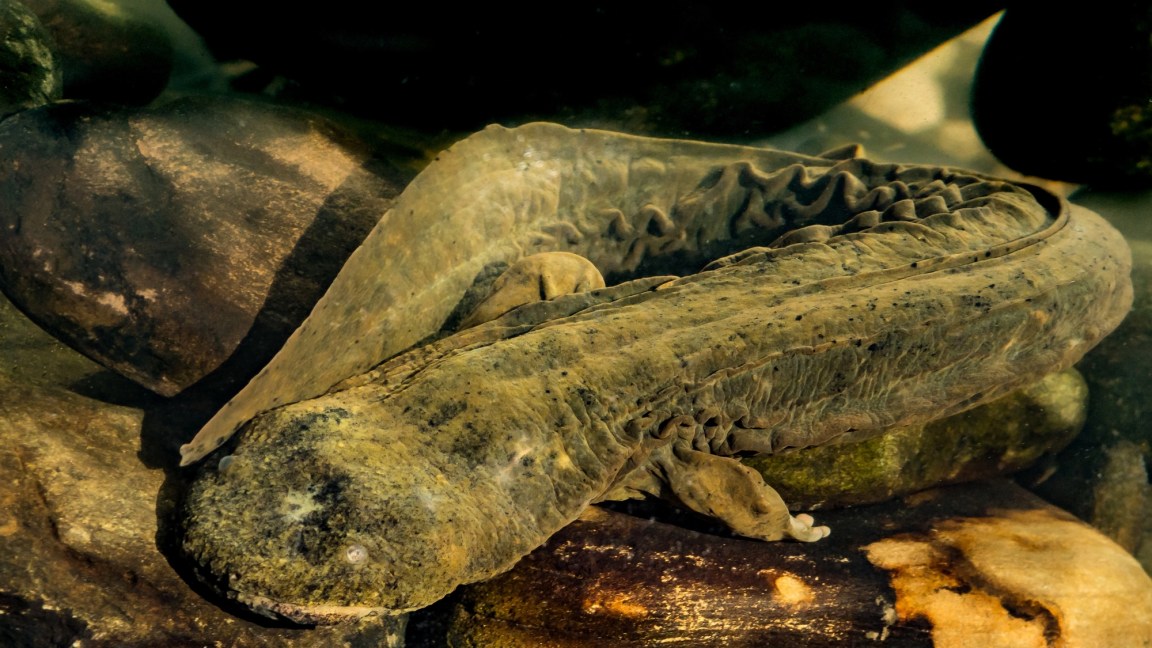 Hellbender salamanders are huge—and in trouble | Popular Science