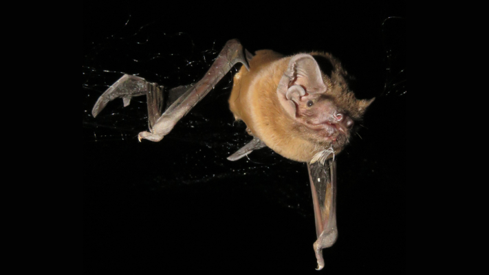 Caught on camera: Rats hunting bats mid-flight | Popular Science