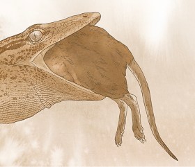 Cat-sized Jurassic reptile had the jaws of a python | Popular Science