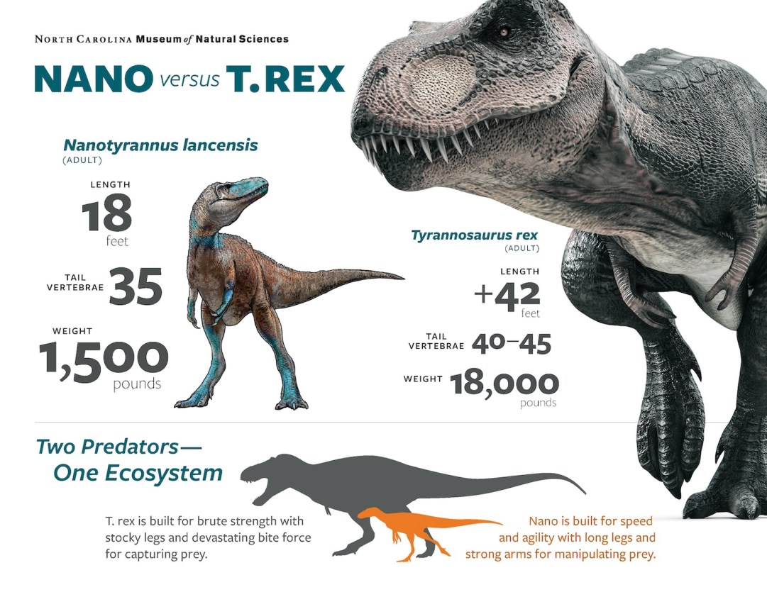 This tiny T. rex is actually a new species | Popular Science