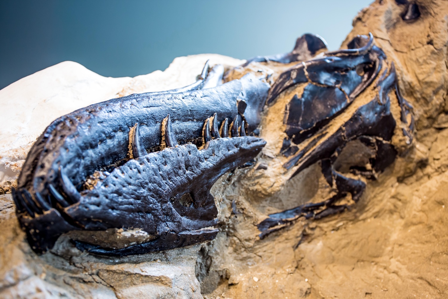 This tiny T. rex is actually a new species | Popular Science