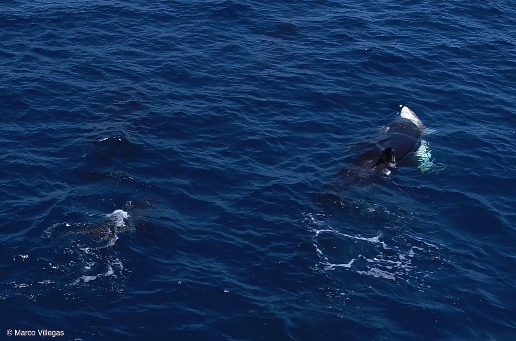 Orcas are hunting young great white sharks for their livers | Popular ...