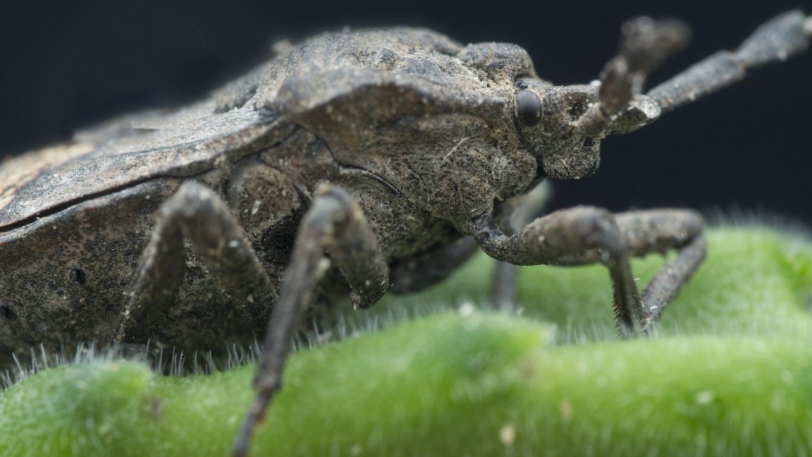 These stink bugs use cordycep-like fungus to fend off parasitic wasps ...