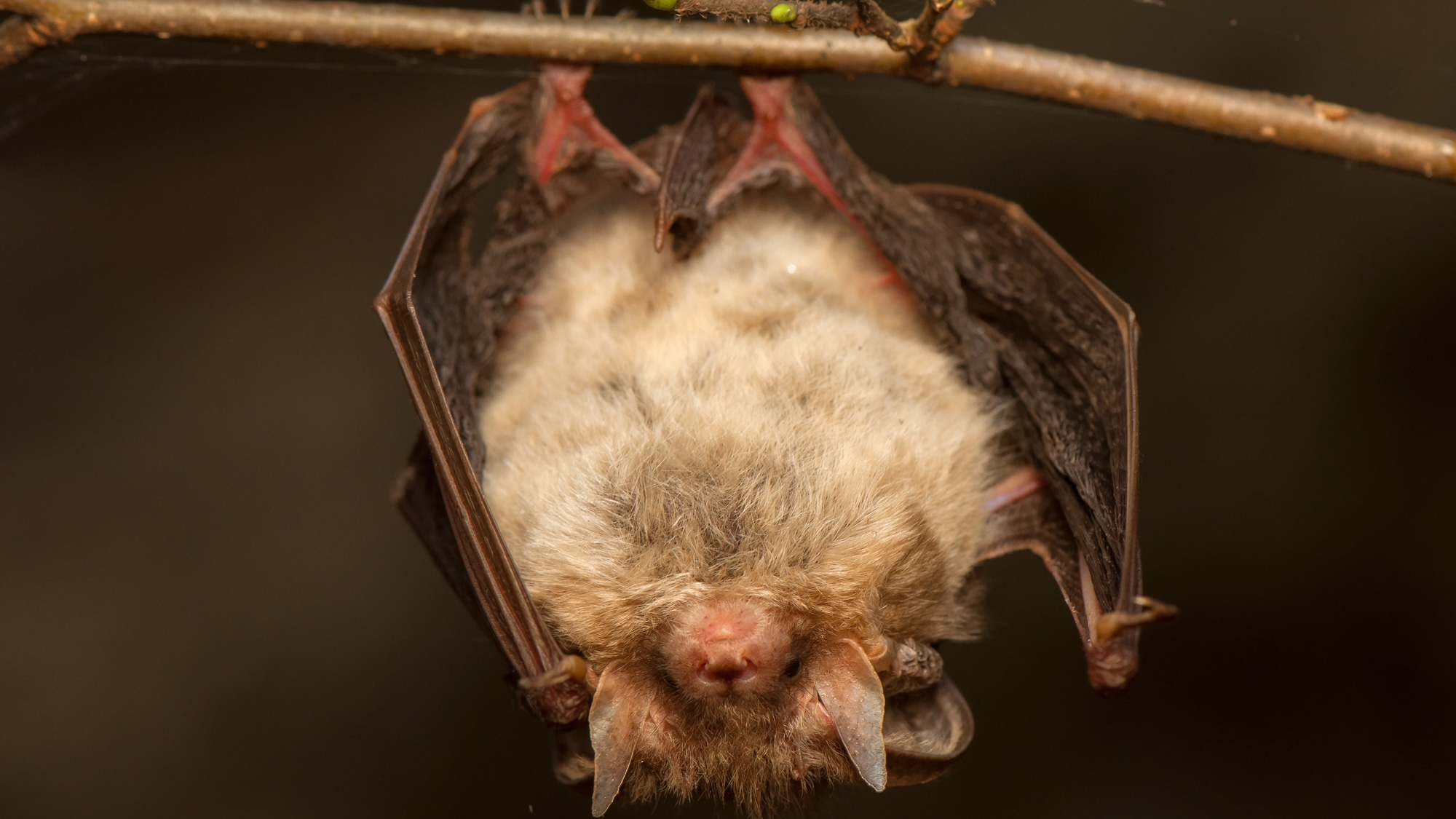 Why do bats spread so many diseases? They're evolutionary marvels ...