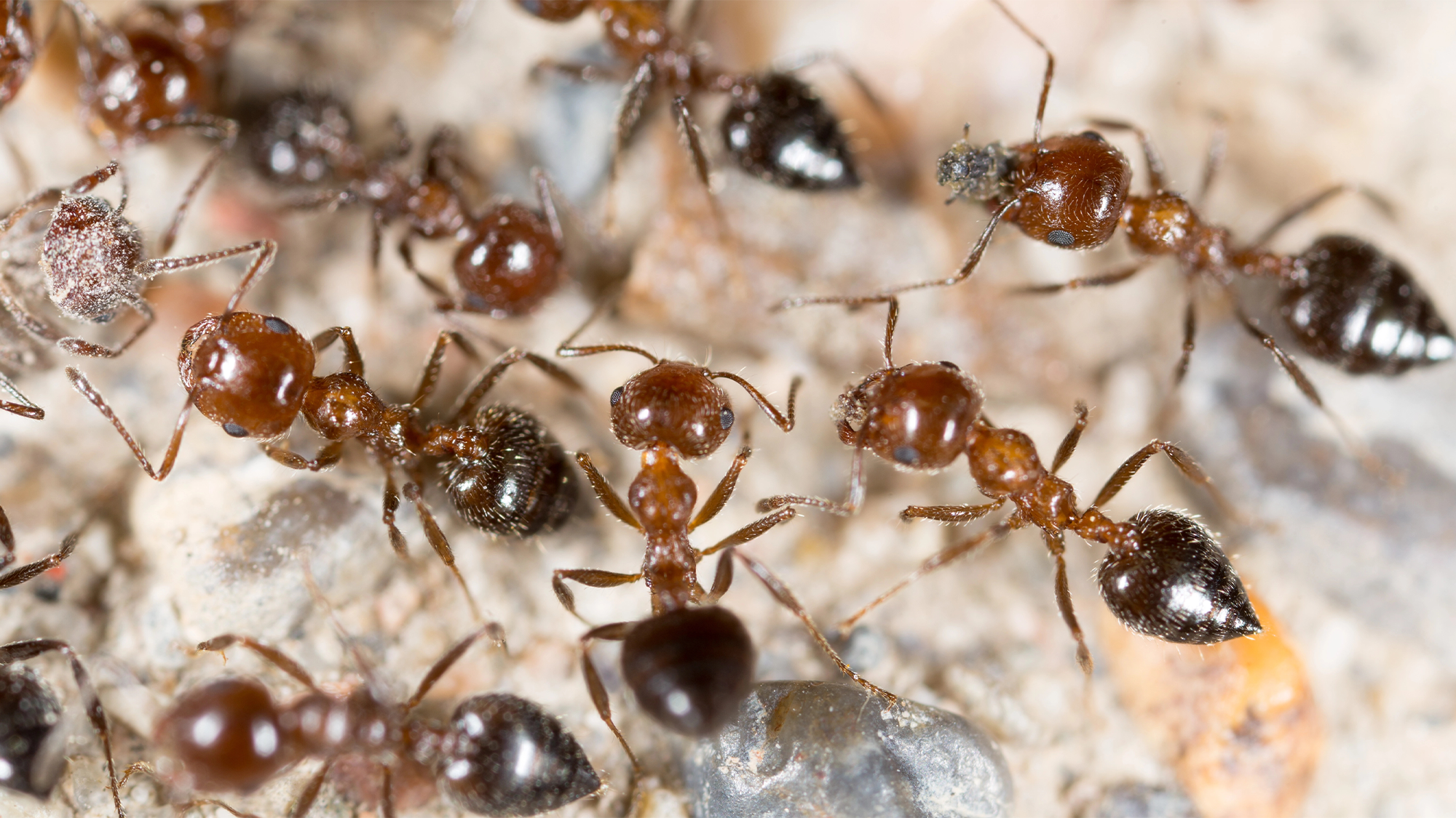 Ants ‘social distance’ during a pandemic | Popular Science