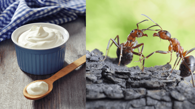 Sick baby ants sacrifice themselves to save their colony | Popular Science