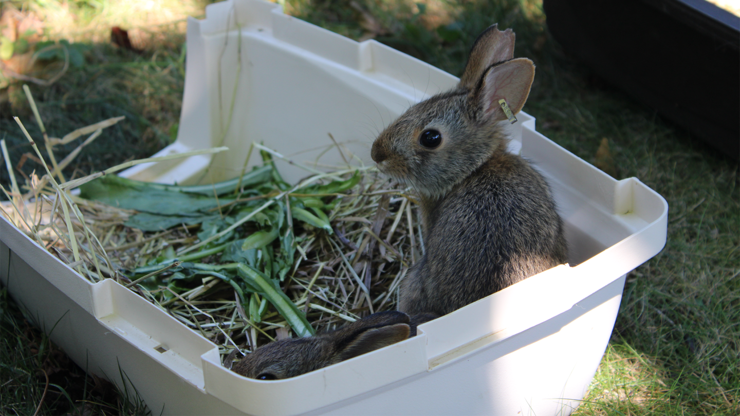 15 baby rabbits born at an NYC zoo released in New England | Popular ...