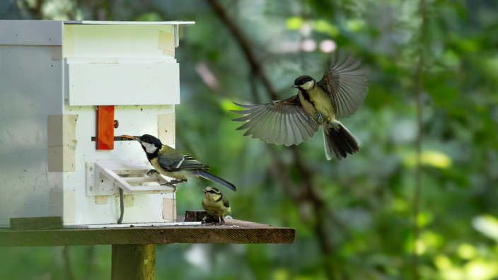 Bird or droid? Starlings nail R2-D2 beeps and boops. | Popular Science