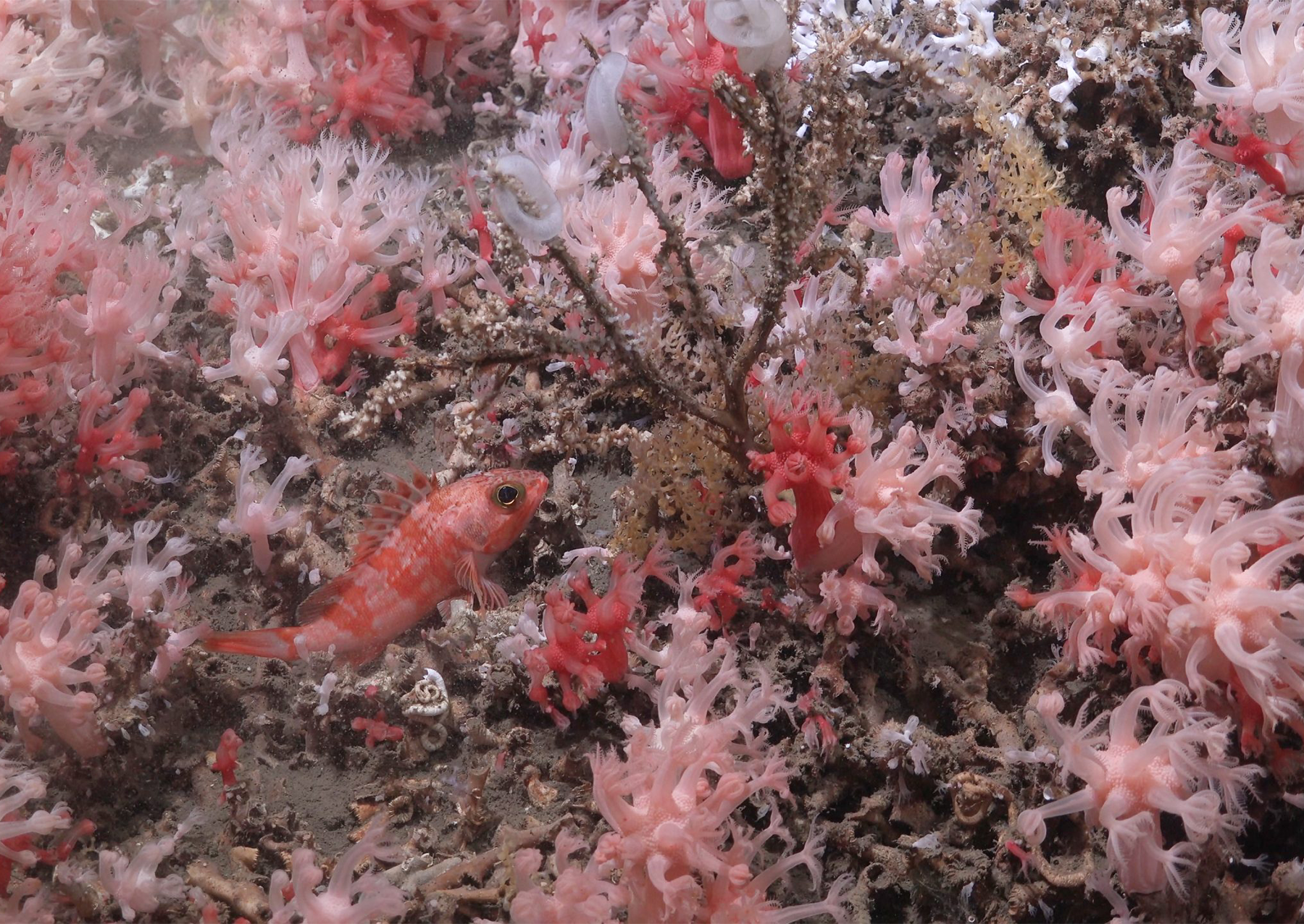 13 inspiring photos of thriving deep-sea animals | Popular Science