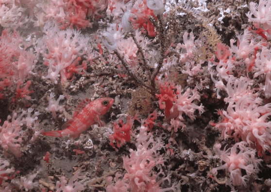 13 inspiring photos of thriving deep-sea animals | Popular Science