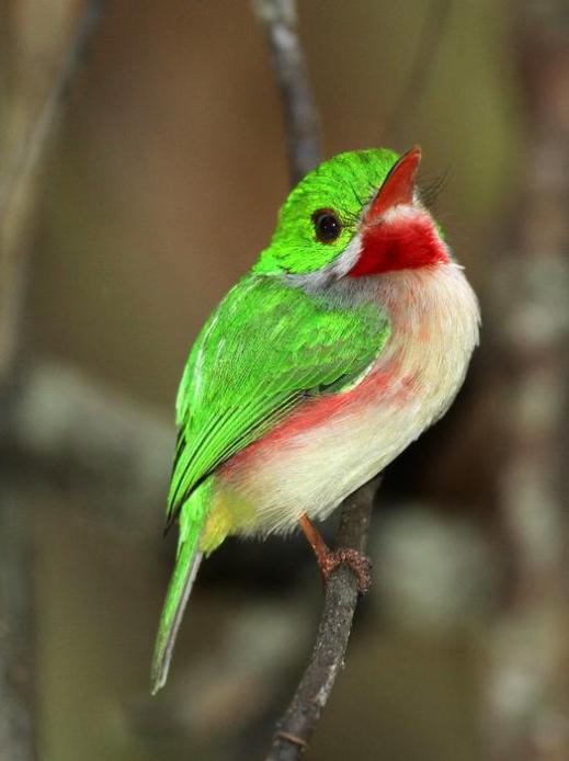 Explore a bird database with 11,500 species | Popular Science