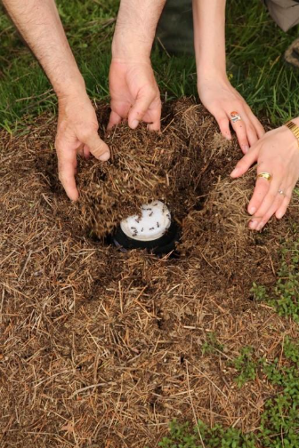 Ants can be used to make 'tangy' yogurt | Popular Science