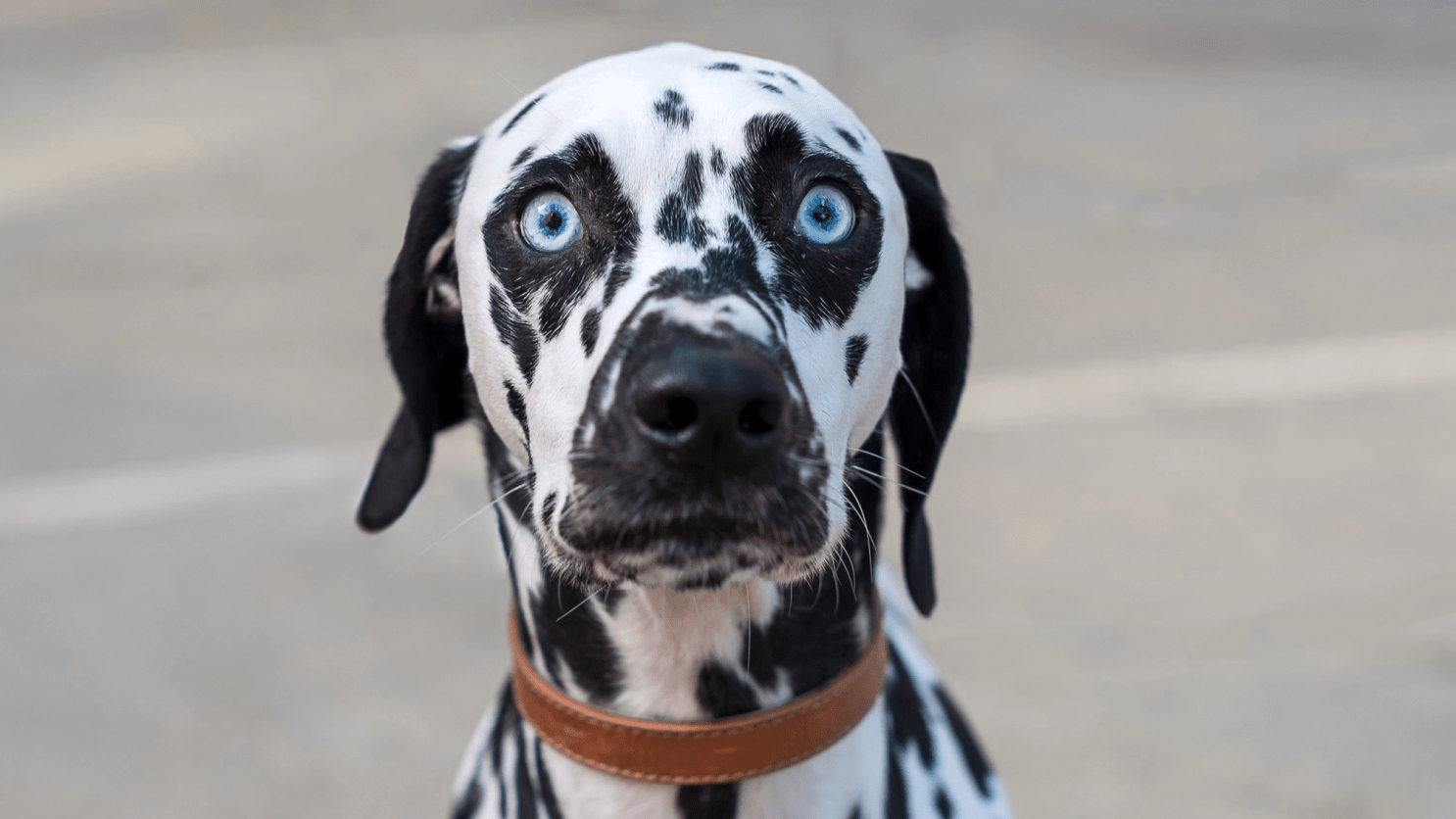 Can dogs sense ghosts? | Popular Science