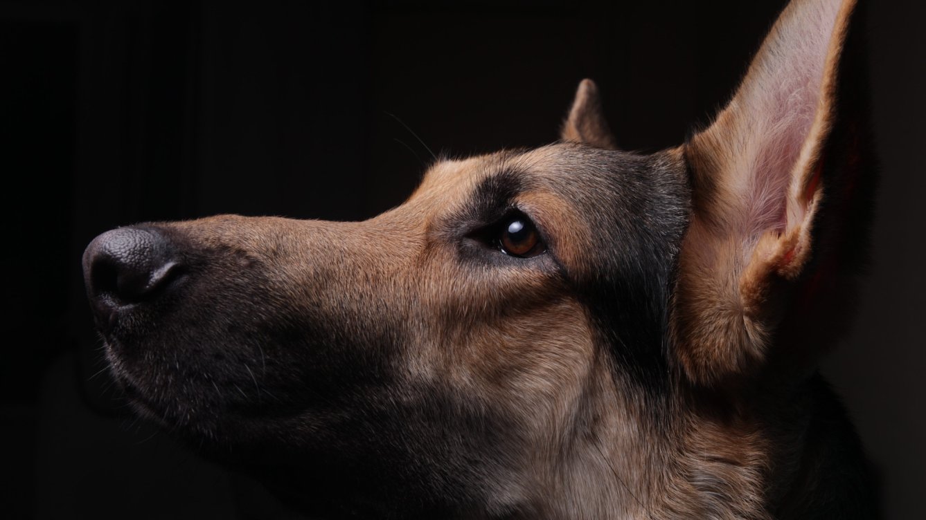 Can dogs really smell fear? A vet weighs in. | Popular Science