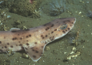 13 inspiring photos of thriving deep-sea animals | Popular Science