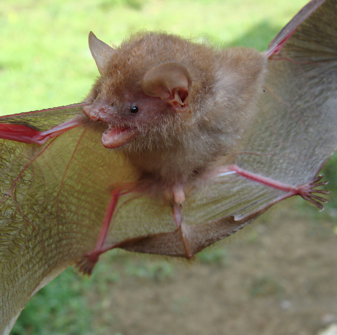 Six new bat species discovered in the Philippines | Popular Science
