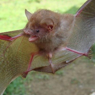 Six new bat species discovered in the Philippines | Popular Science