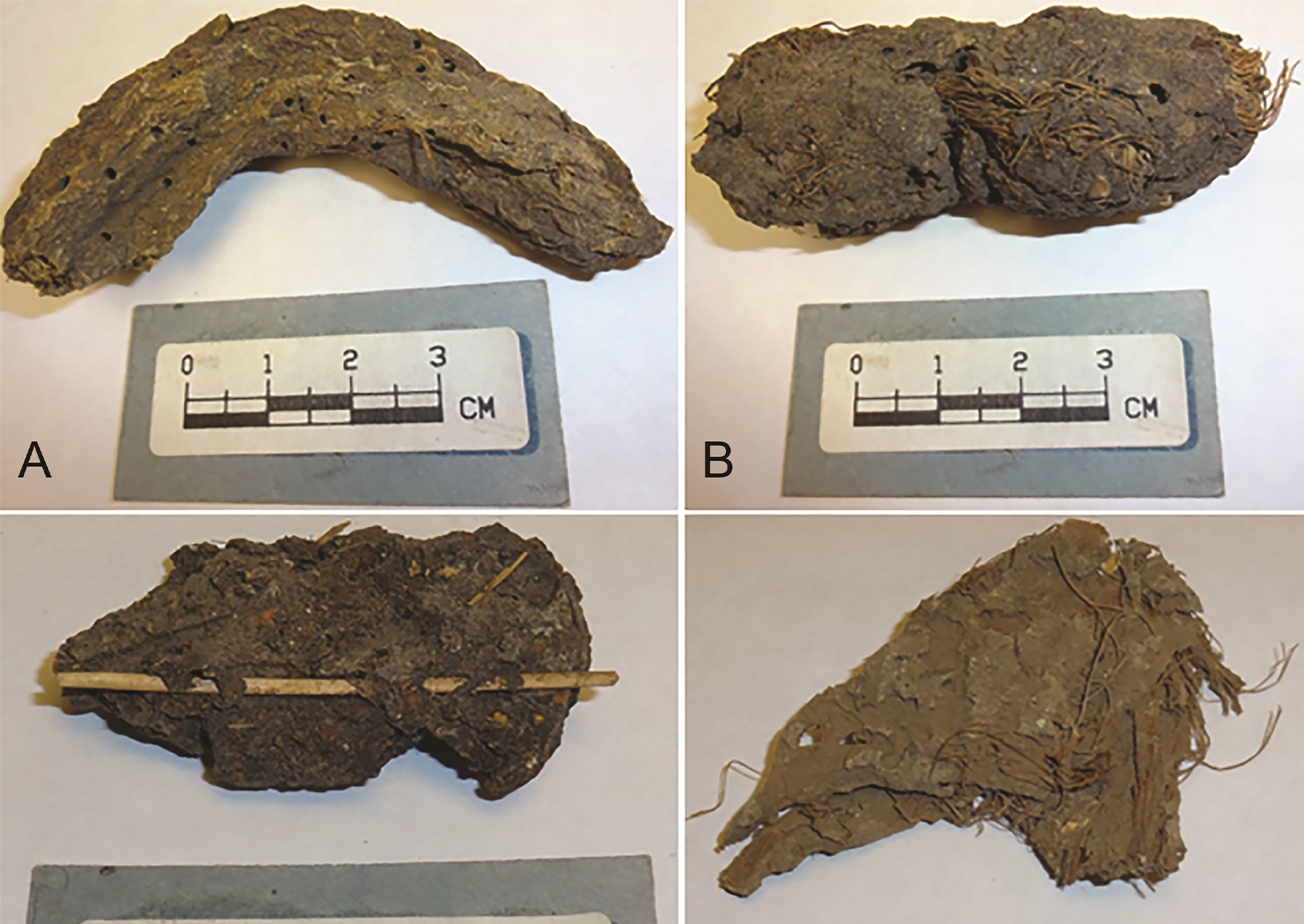 Ancient poop from Mexico’s ‘Cave of the Dead Children’ teems with ...