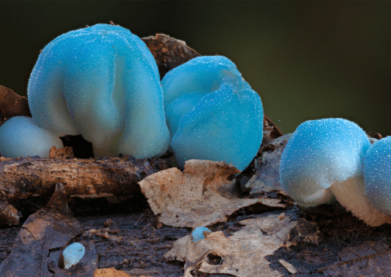 13 fascinating fungi photos that'll really grow on you | Popular Science