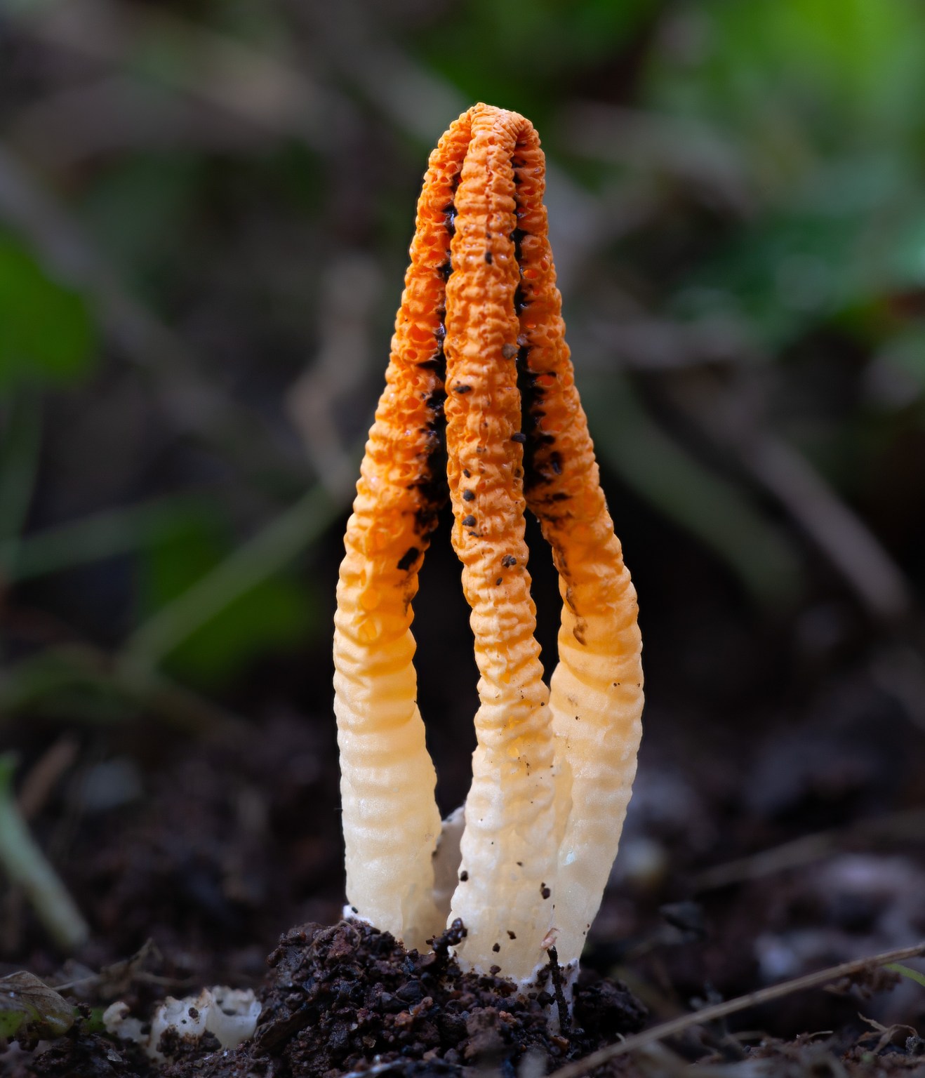 13 fascinating fungi photos that'll really grow on you | Popular Science