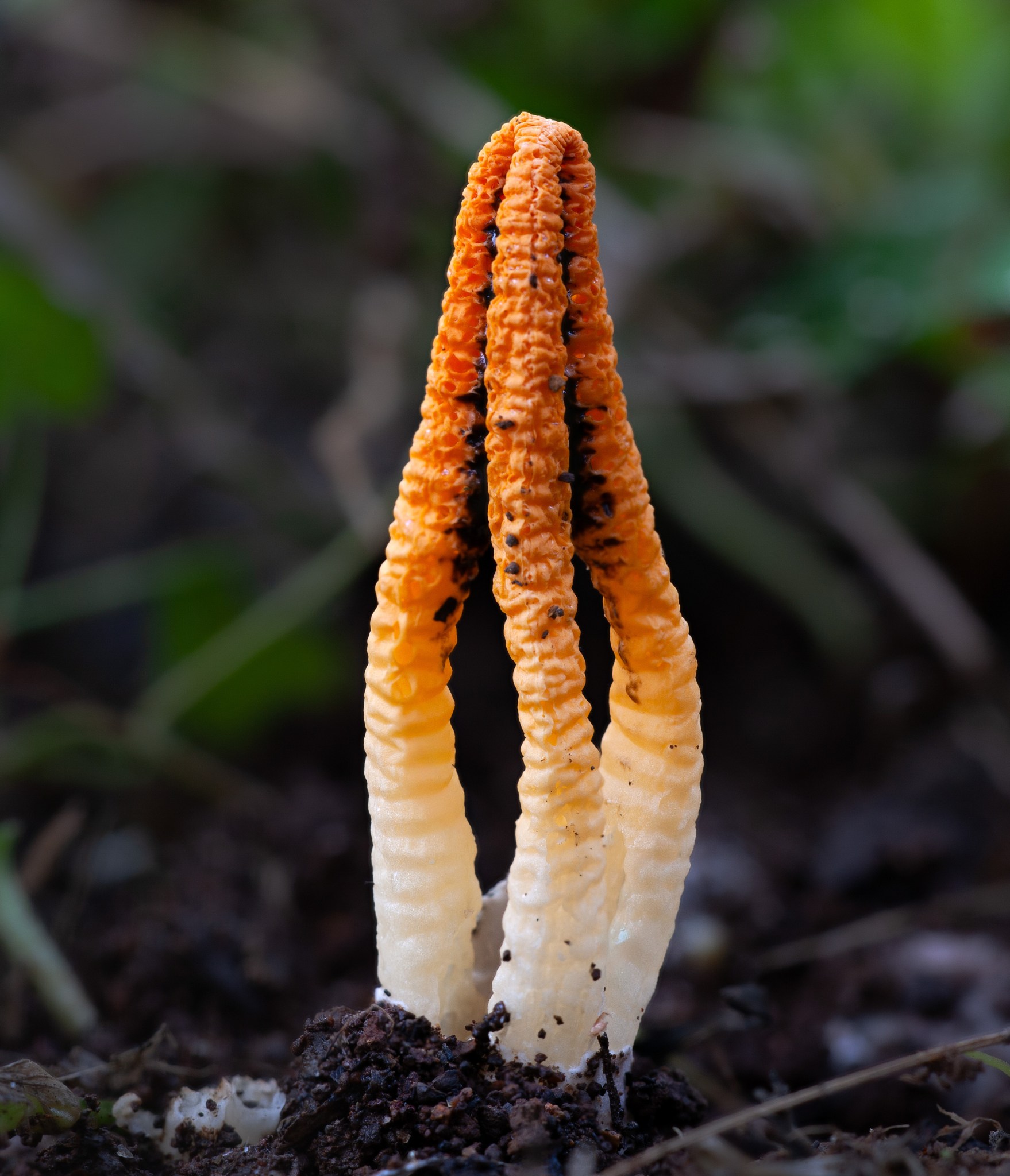 13 fascinating fungi photos that'll really grow on you | Popular Science