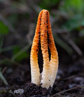 13 fascinating fungi photos that'll really grow on you | Popular Science