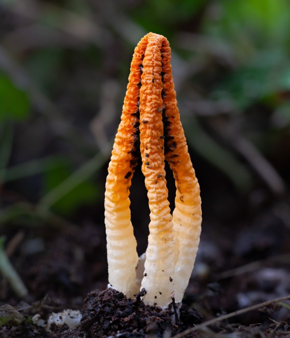 13 fascinating fungi photos that'll really grow on you | Popular Science