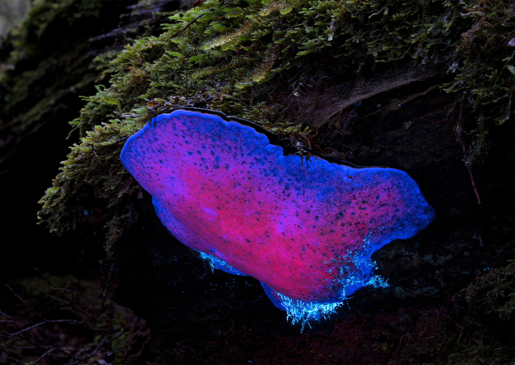 13 fascinating fungi photos that'll really grow on you | Popular Science