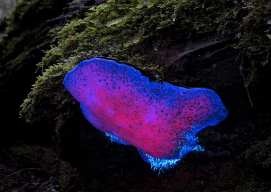 13 fascinating fungi photos that'll really grow on you | Popular Science
