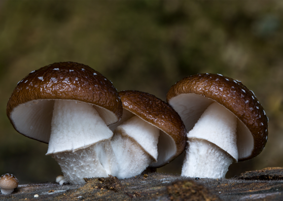 13 fascinating fungi photos that'll really grow on you | Popular Science