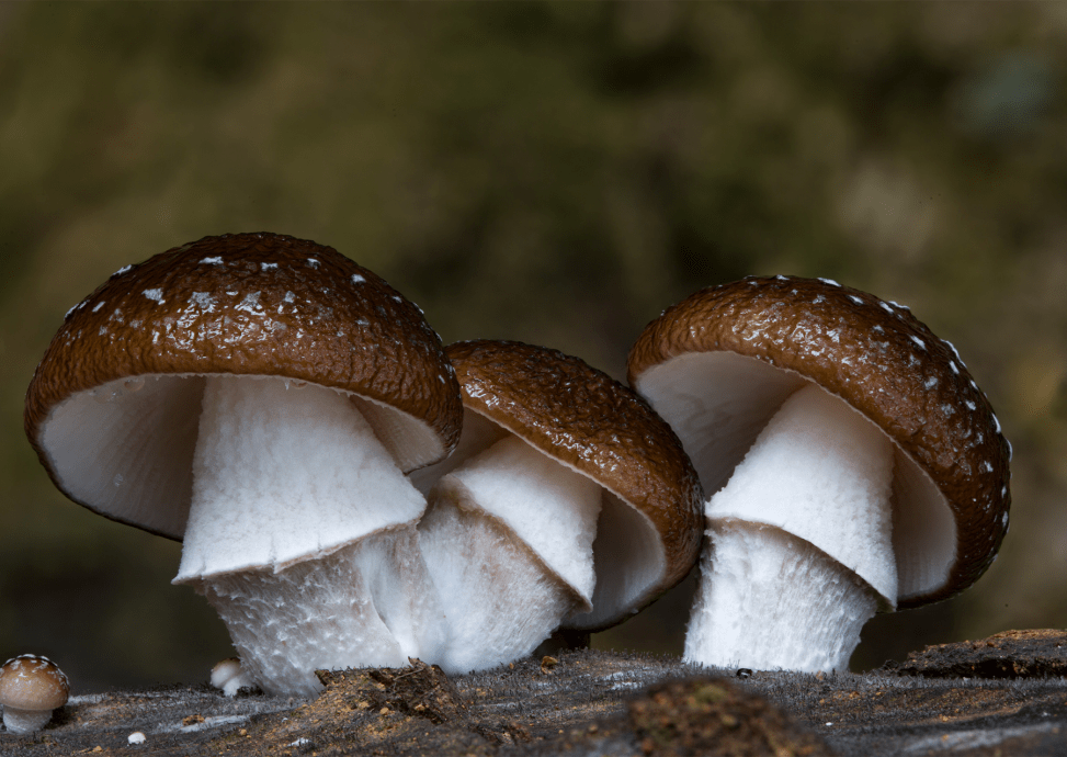 13 fascinating fungi photos that'll really grow on you | Popular Science